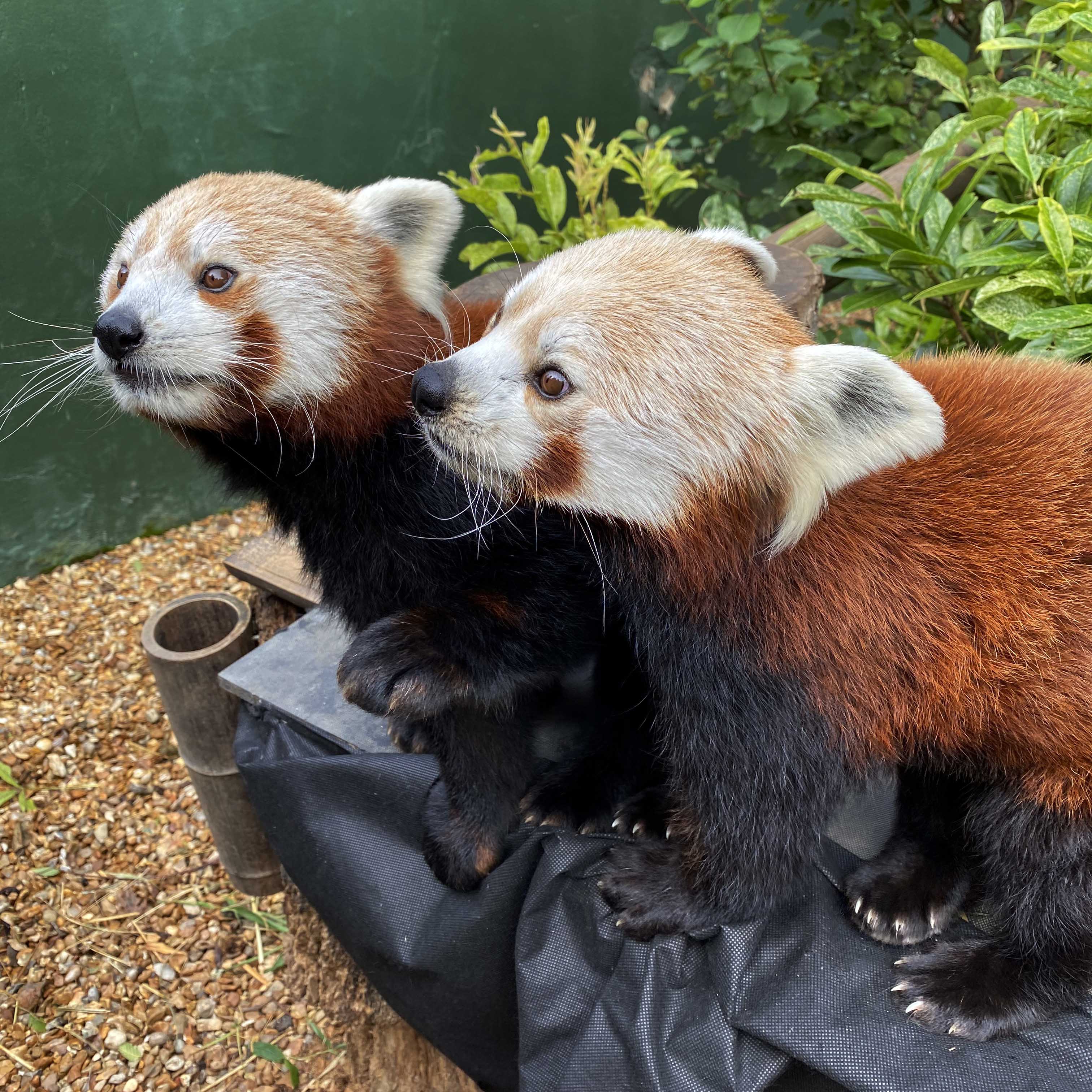 Feeding the Remarkable Red Pandas at Shepreth Wildlife Park – Fernweh ...